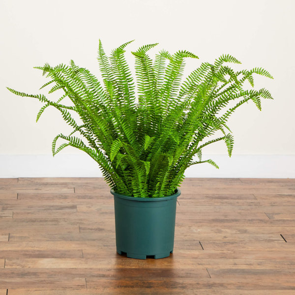 Ophelia & Co. 23In. UV Resistant Artificial Boston Fern Plant With Real Touch Leaves (Indoor ...